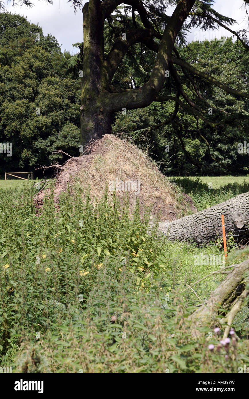 Tree Roots Exposed Blown Over High Resolution Stock Photography and ...