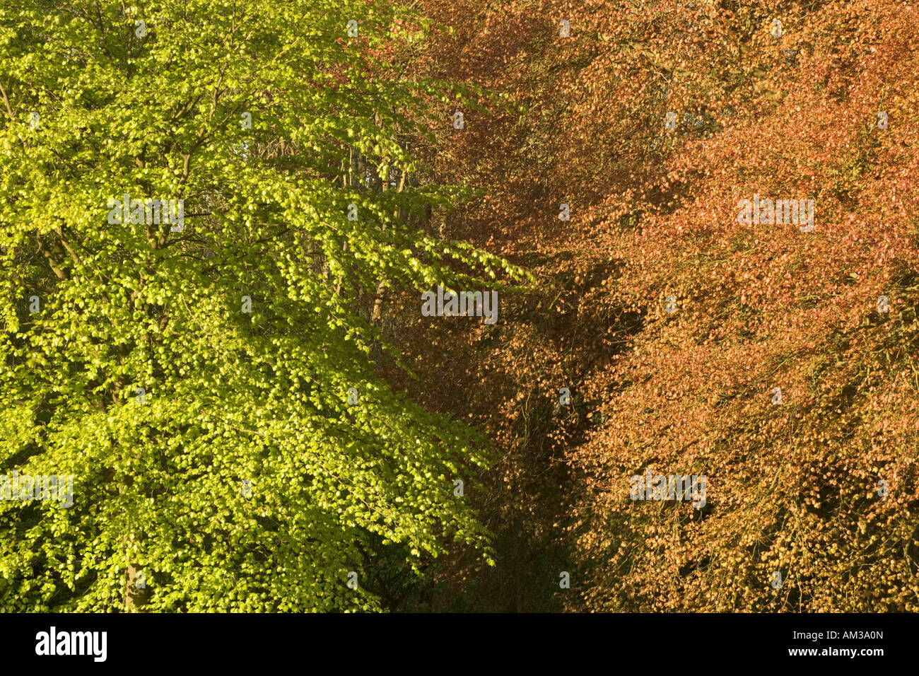 Beech and copper beech Stock Photo - Alamy