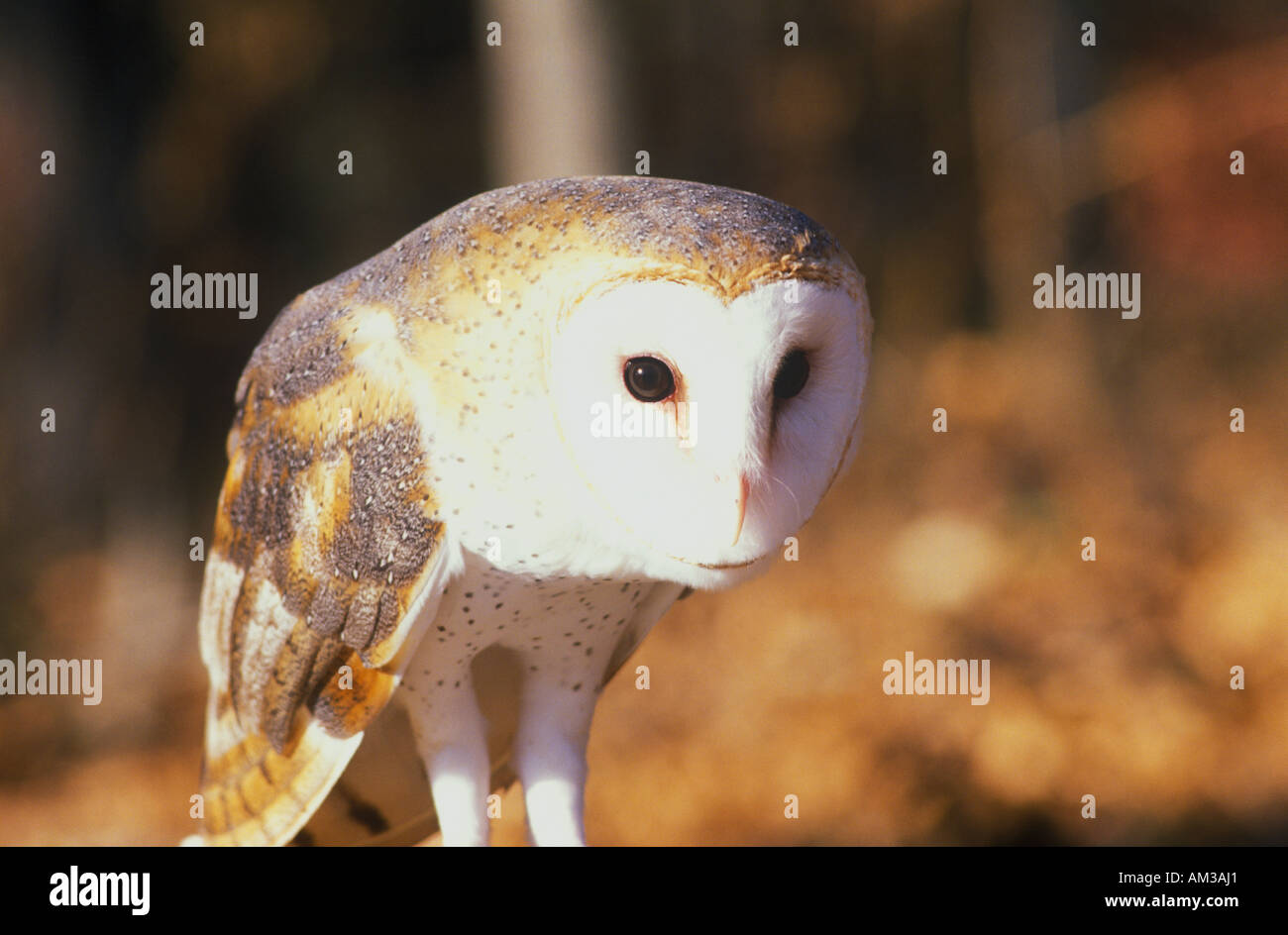 Land between the lakes hi-res stock photography and images - Alamy