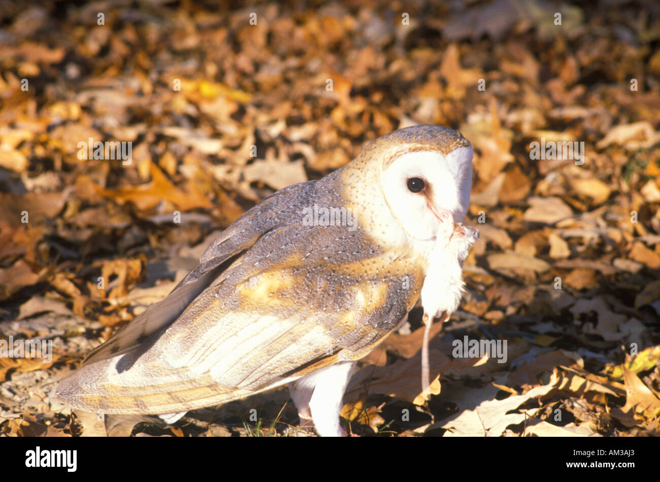 Dead fowl hi-res stock photography and images - Alamy