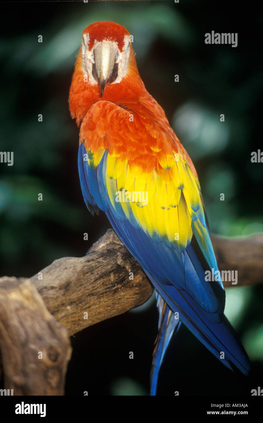 Trained Macaw parrot at Sunken Gardens St Petersburg FL Stock Photo - Alamy