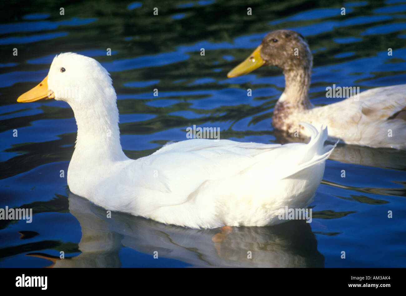Two ducks hi-res stock photography and images - Alamy