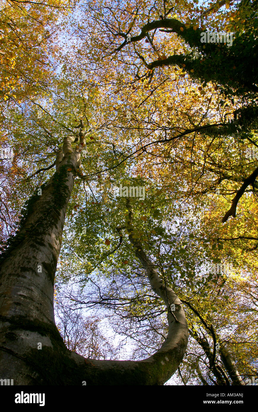 Portraits of trees & woods in england Stock Photo - Alamy