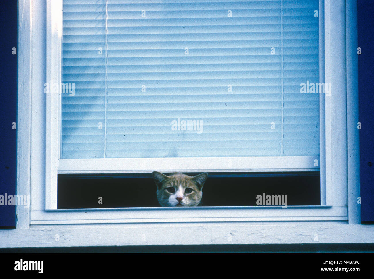 Cat peeking out of window Stock Photo - Alamy