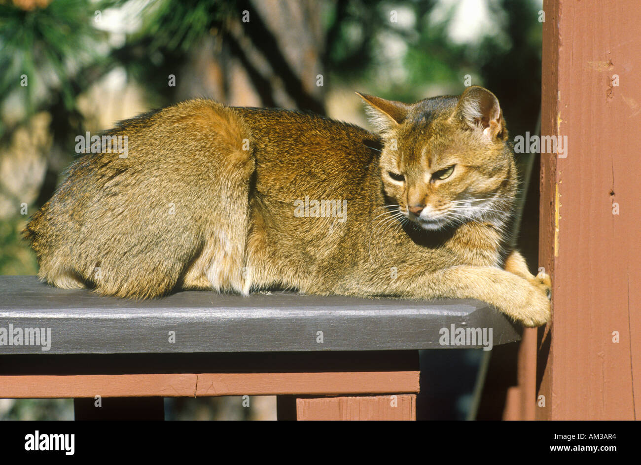 On tan hi-res stock photography and images - Alamy