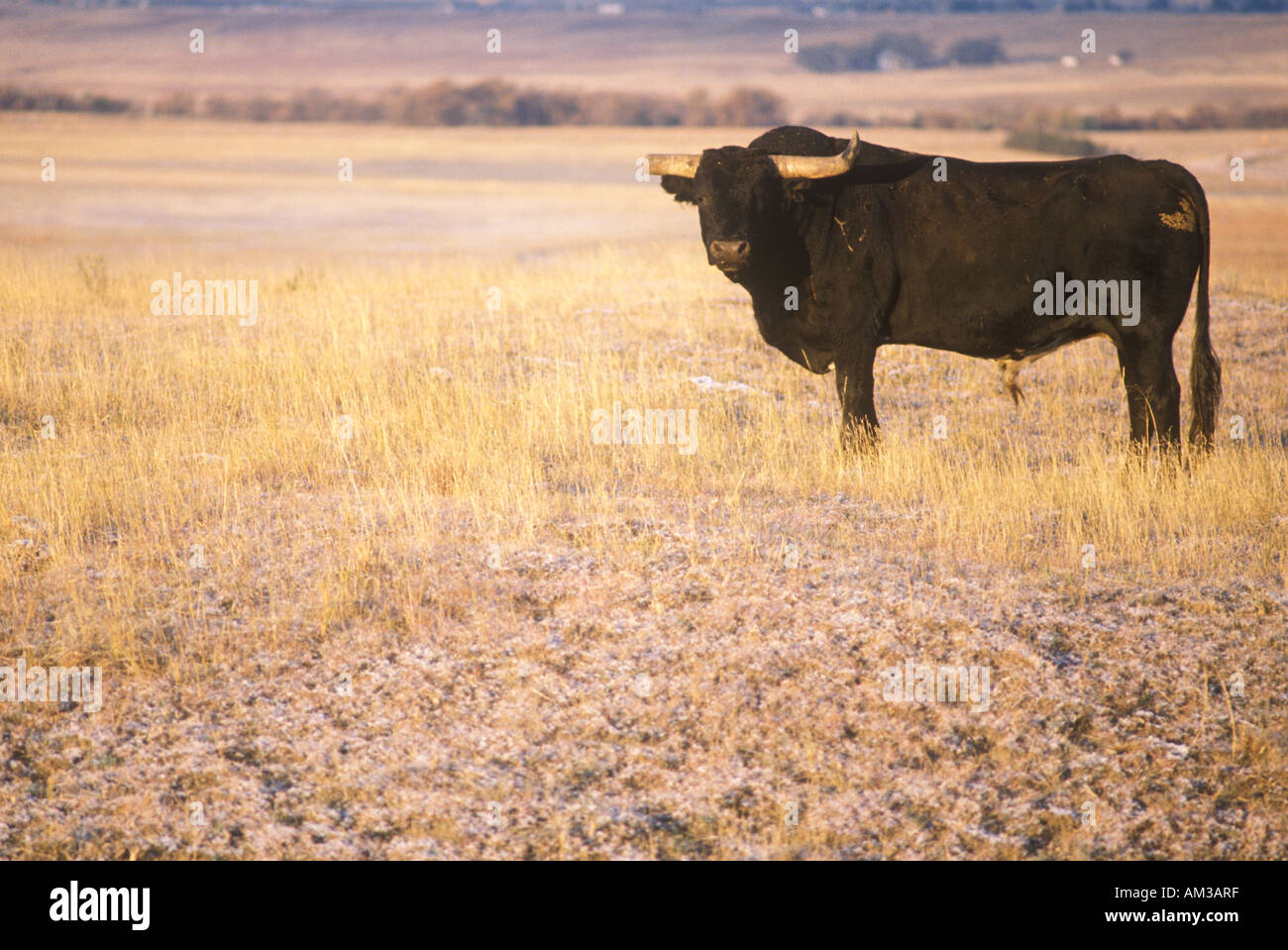 Nebraska beef cattle hi-res stock photography and images - Alamy
