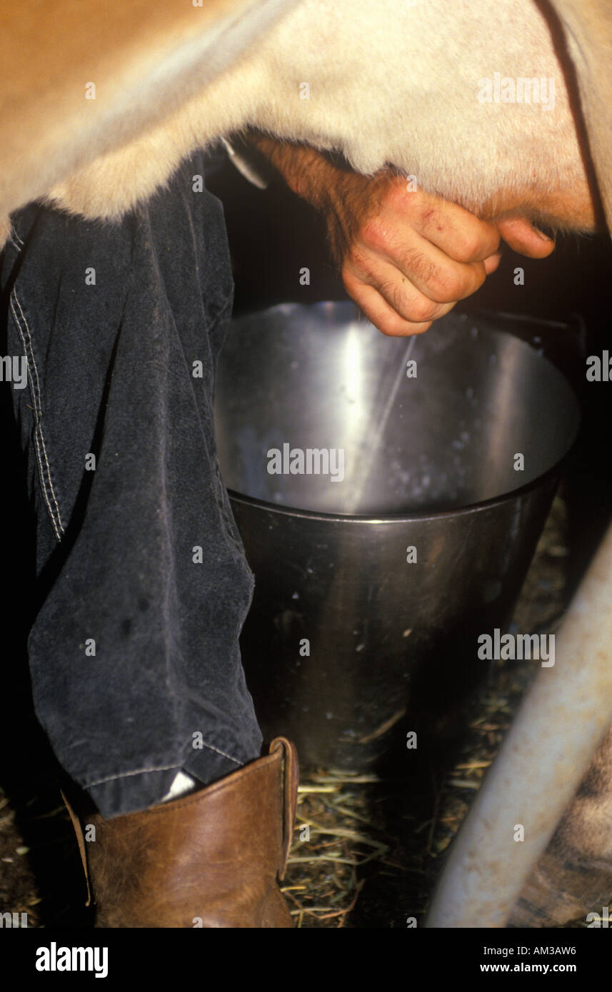Farmer milking historical hi-res stock photography and images - Alamy