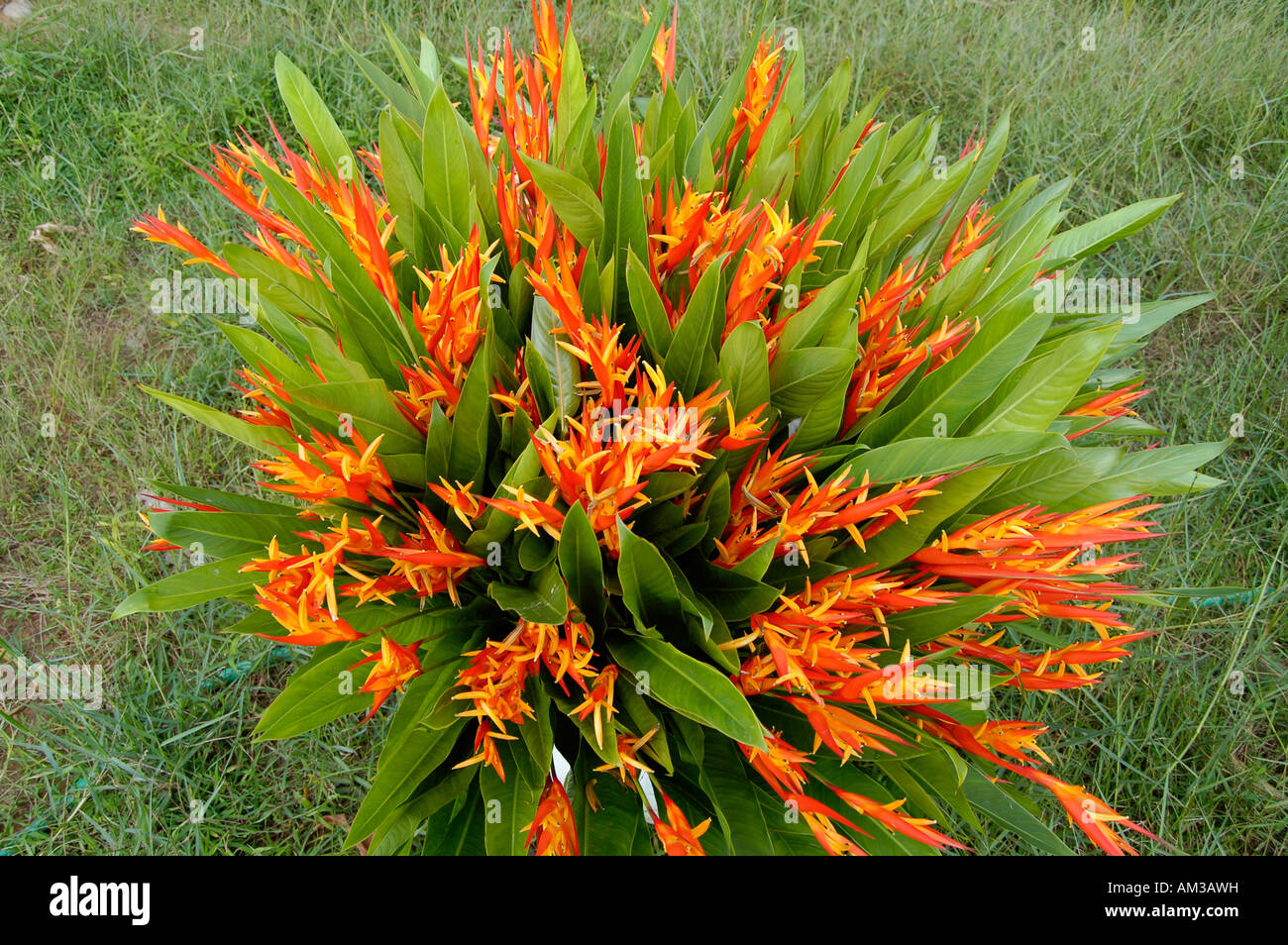 Freshly cut St'Vincent Red, ready for fower arrangement Stock Photo - Alamy