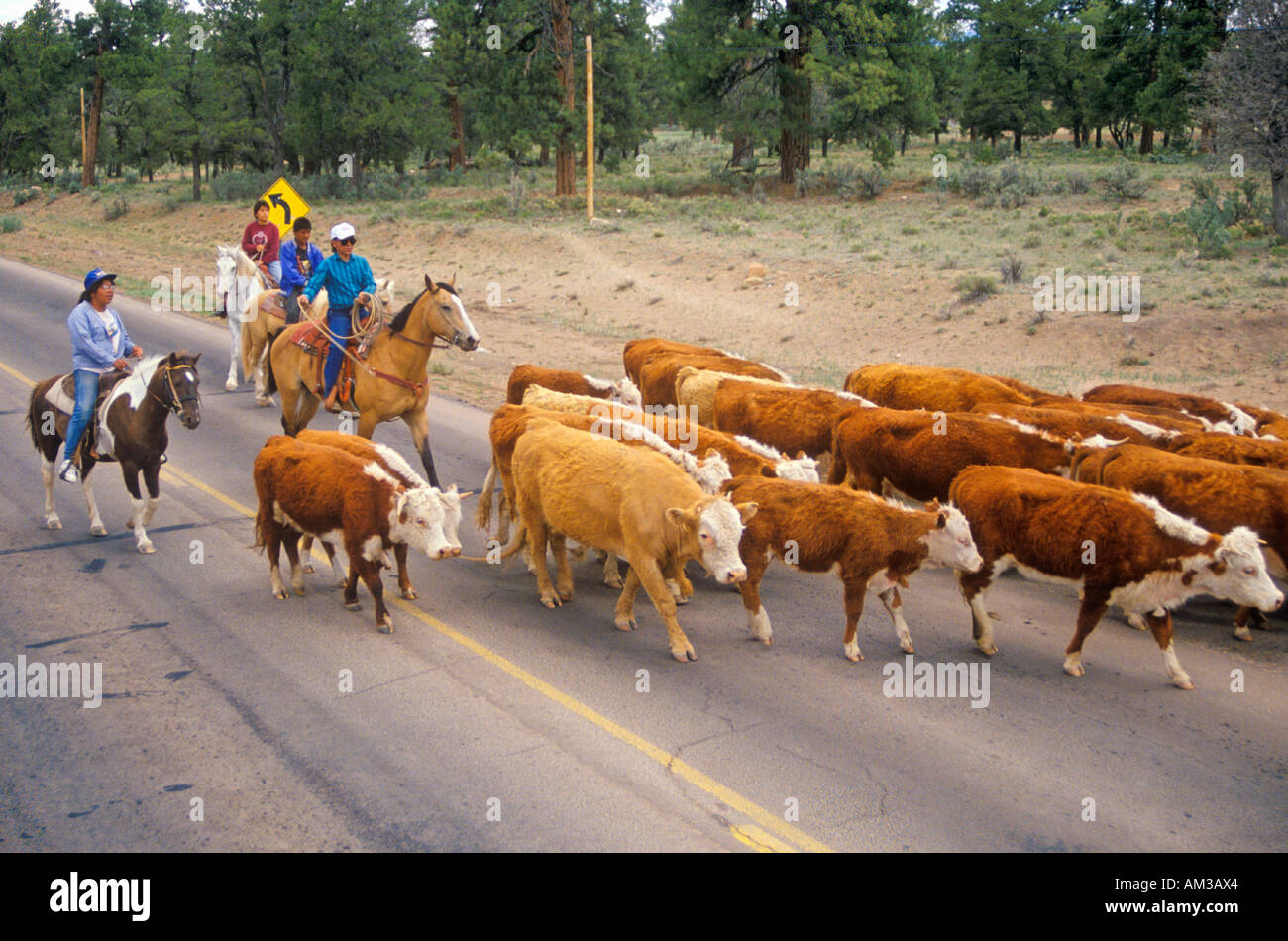 Navajo cowboy herding cattle on road AZ Stock Photo - Alamy