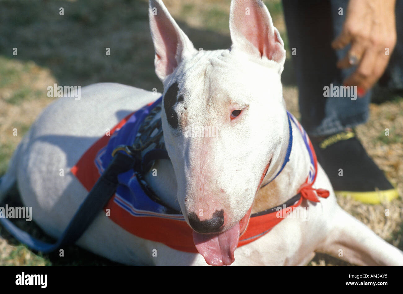 English bull terrier hi-res stock photography and images - Alamy