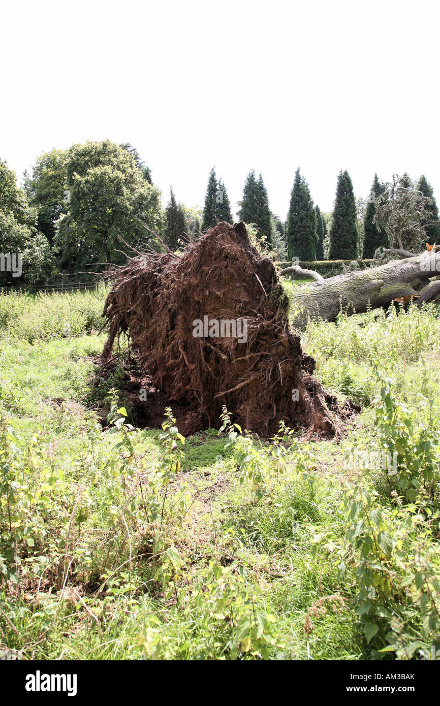Fallen Pine Tree 035 Stock Photo - Alamy