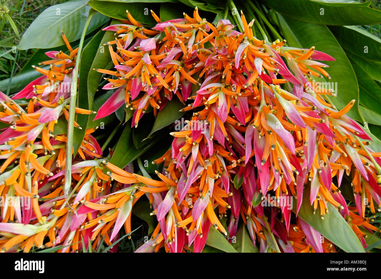 sassy , just harvested and ready for flower arrangement, heliconia farm ...