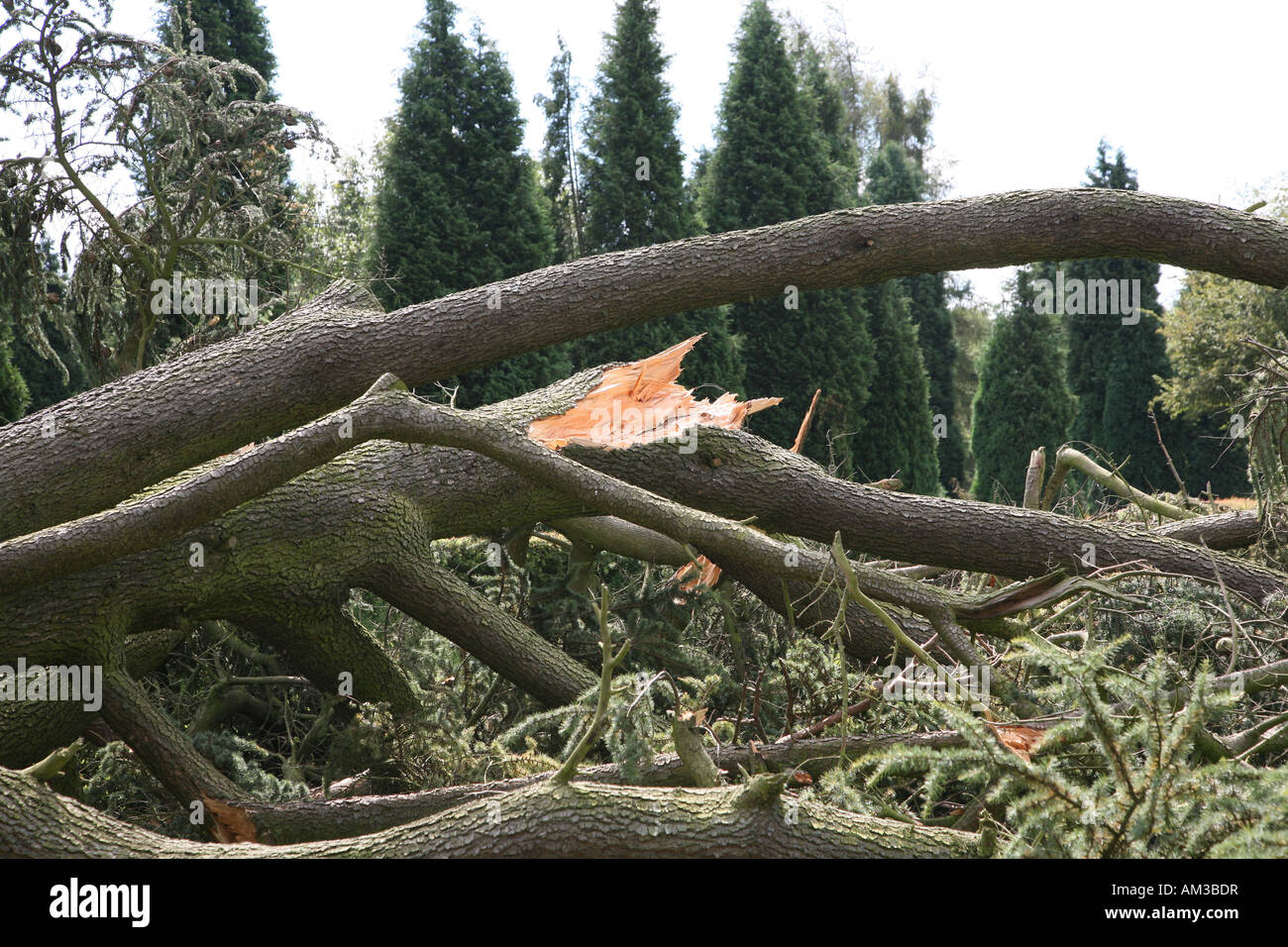 Fallen Pine Tree 037 Stock Photo - Alamy