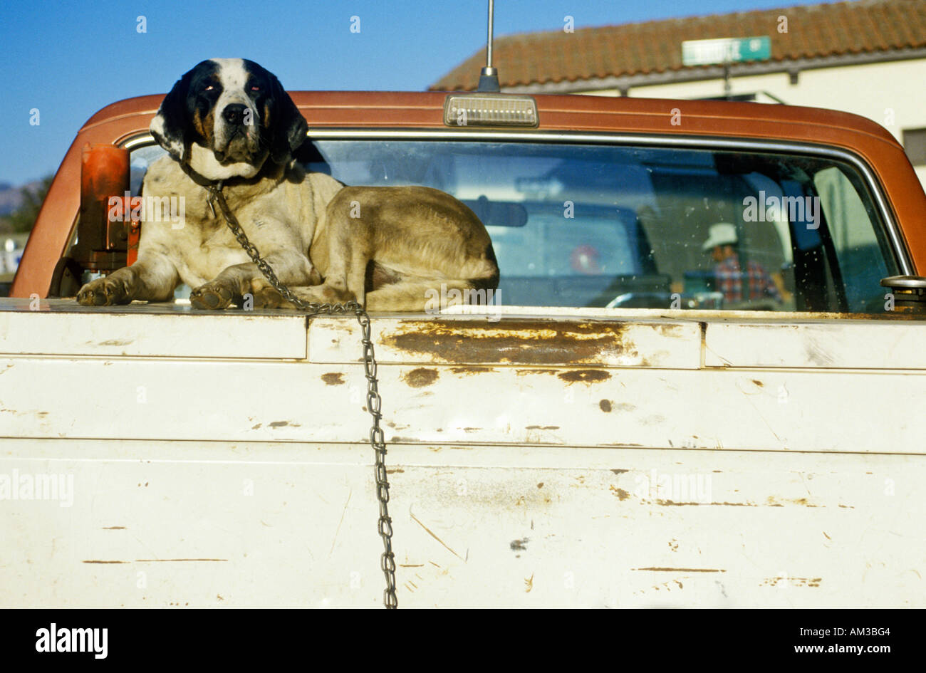 Dog in back of truck northern CA Stock Photo - Alamy
