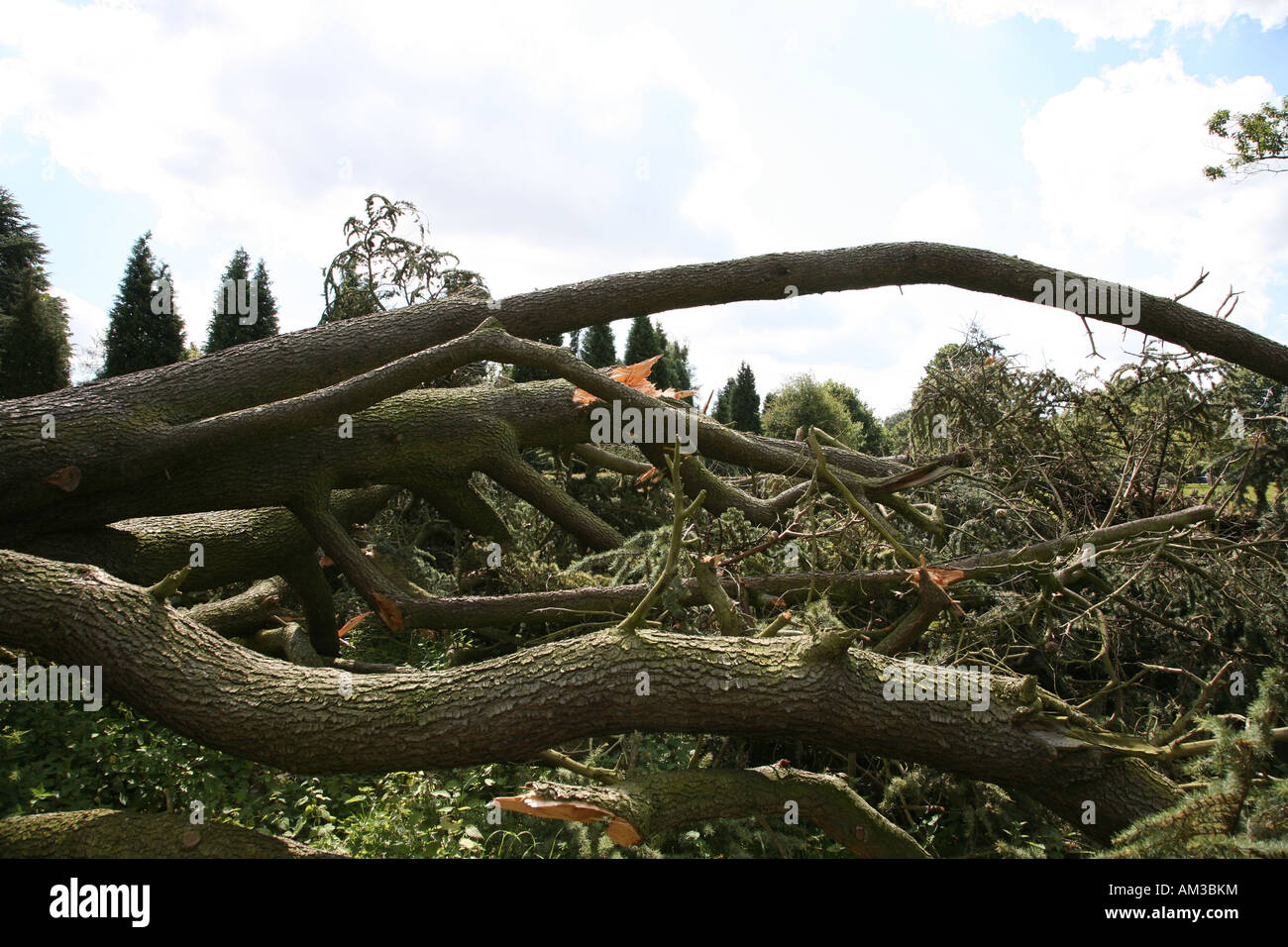 Fallen Pine Tree 039 Stock Photo - Alamy