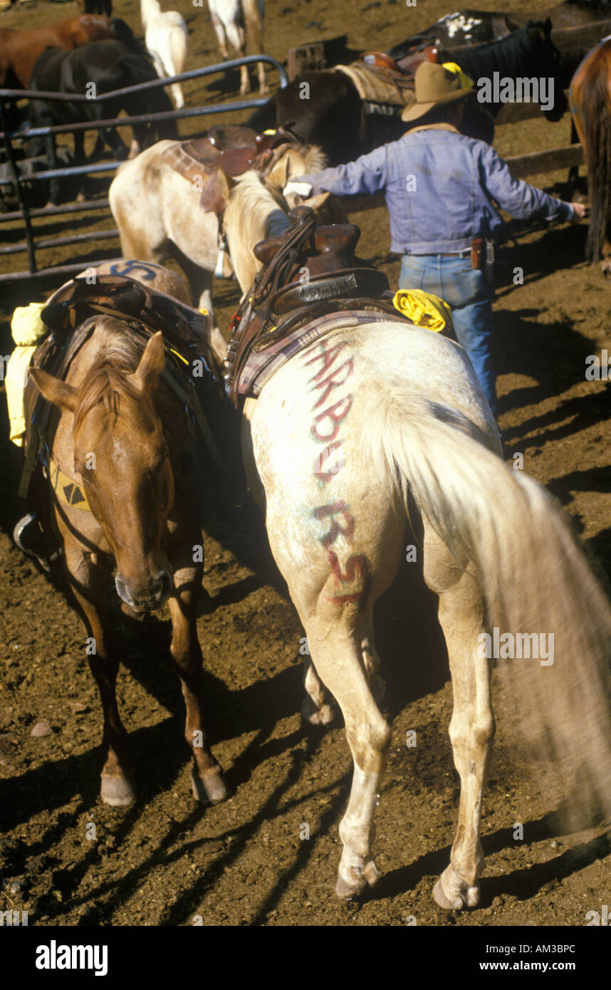 Dude ranch colorado hi-res stock photography and images - Alamy