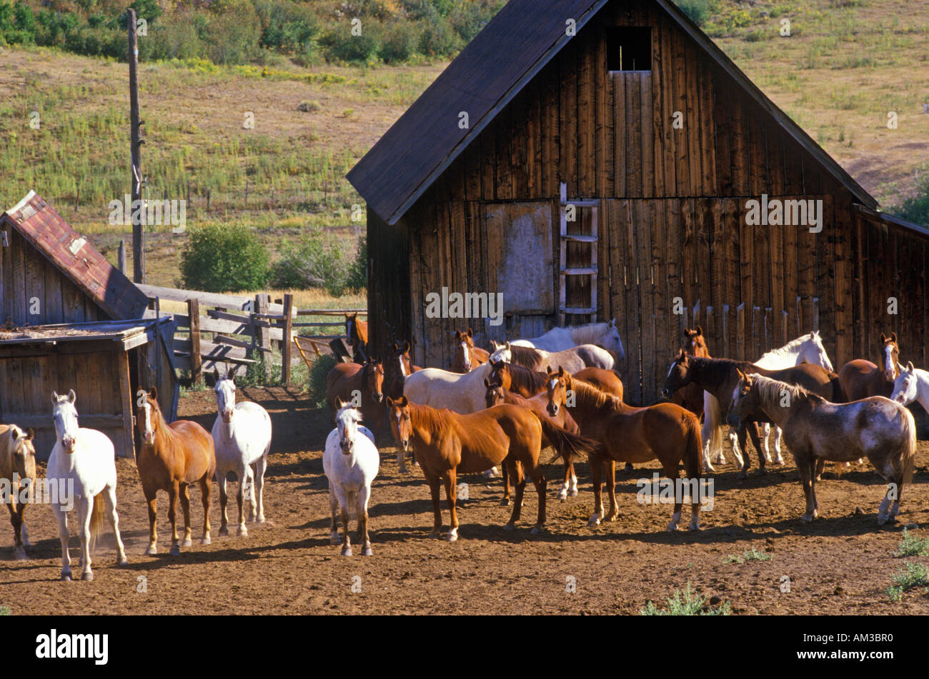 Dude ranch colorado hi-res stock photography and images - Alamy