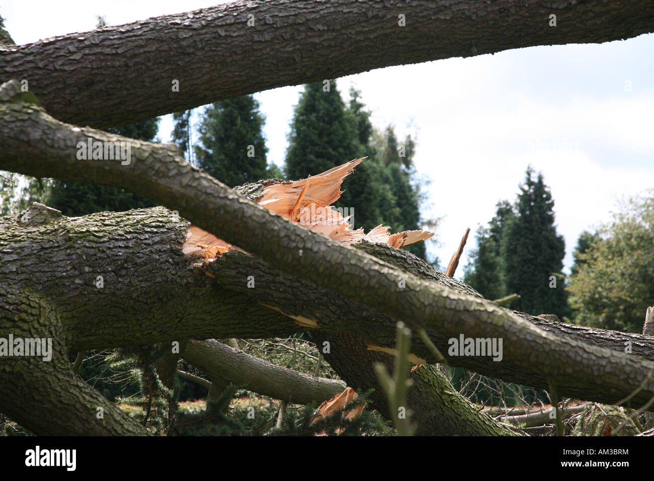 Fallen Pine Tree 040 Stock Photo - Alamy