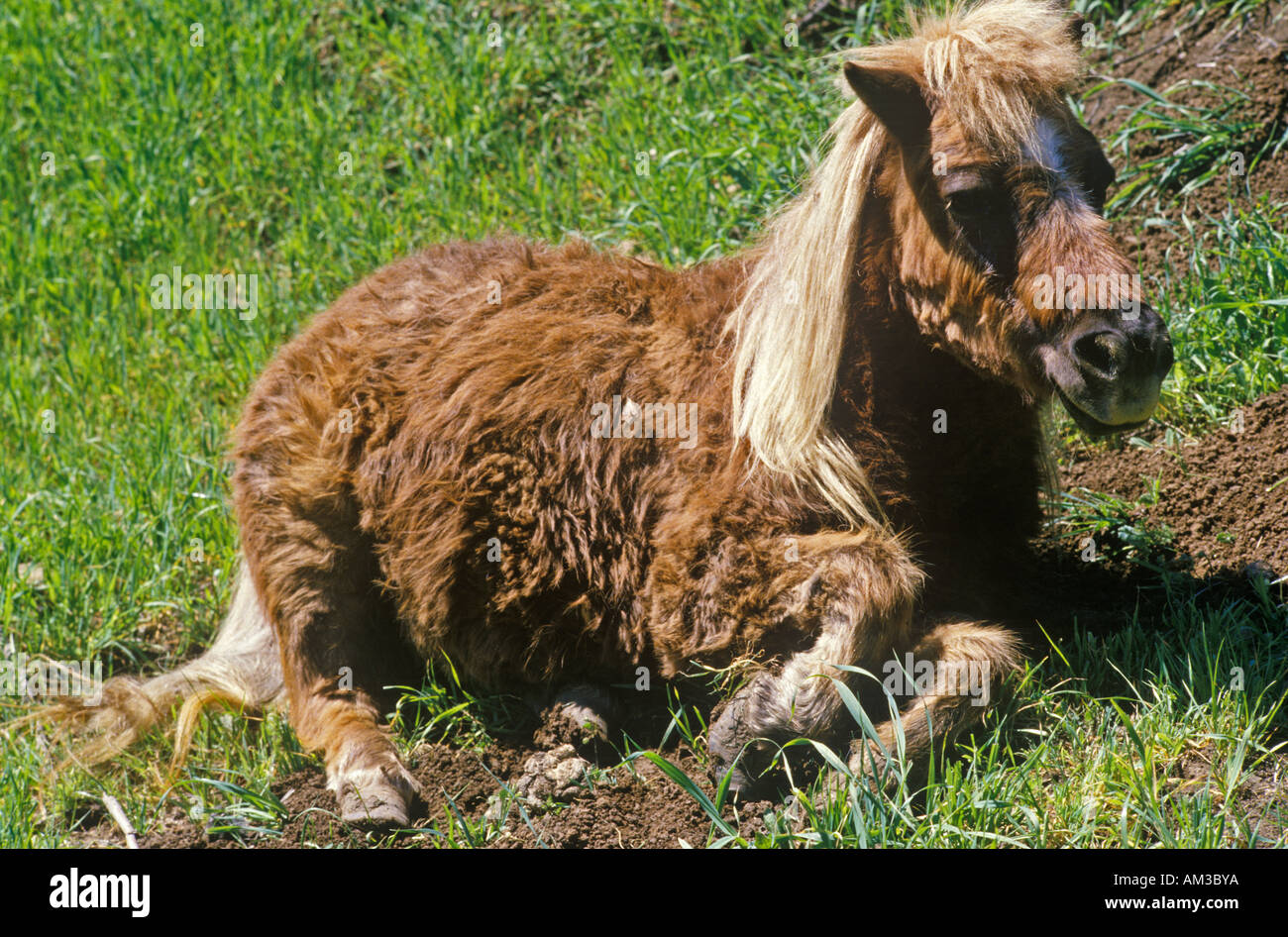 Pony lying down in topanga hi-res stock photography and images - Alamy