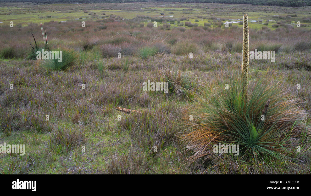Grass Trees in coastal heathland Mt William National Park Tasmania ...