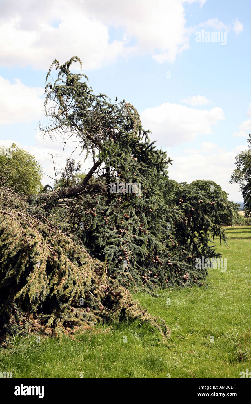 Tree roots exposed blown over hi-res stock photography and images - Alamy