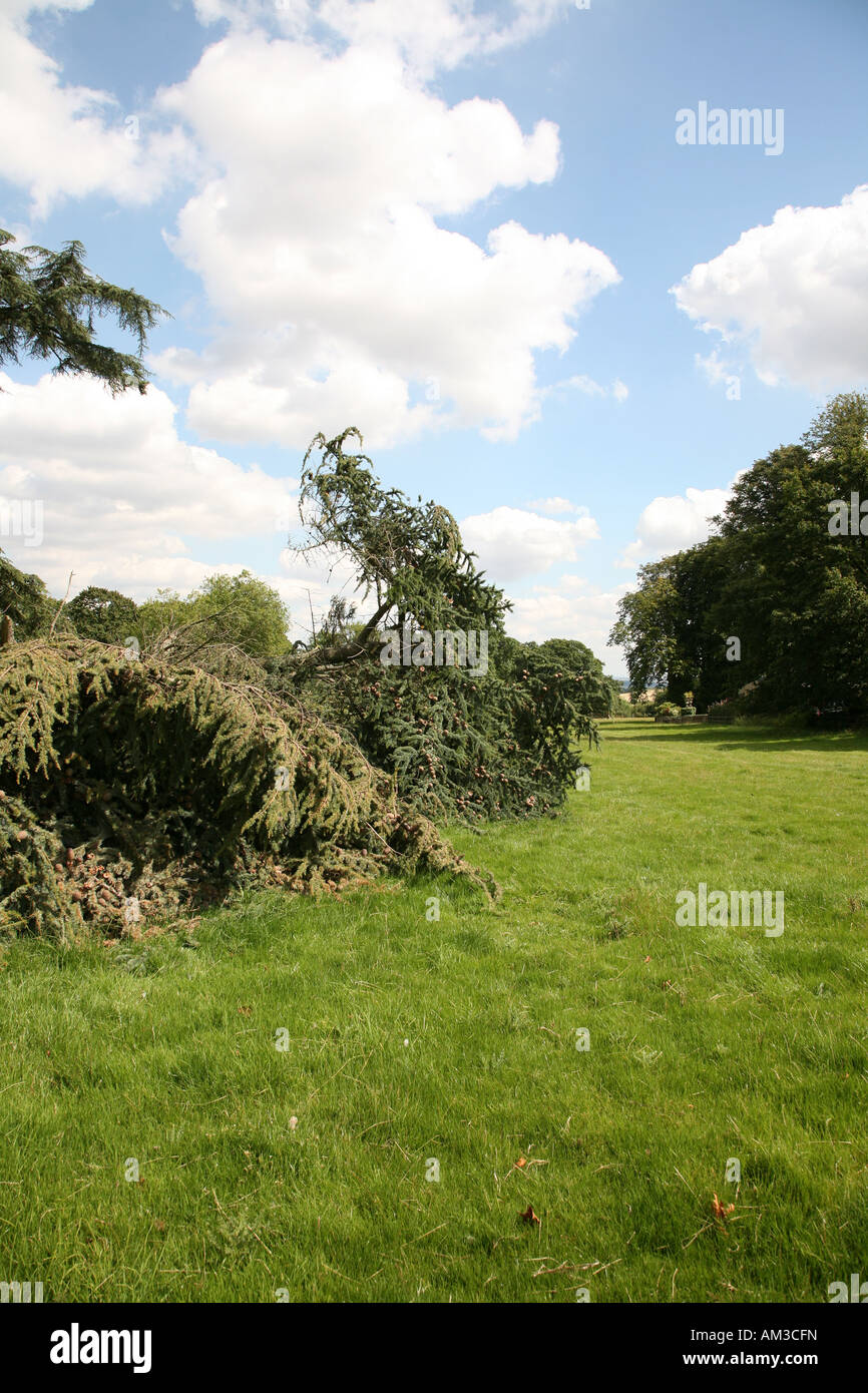 Pine tree blown over wind hi-res stock photography and images - Alamy