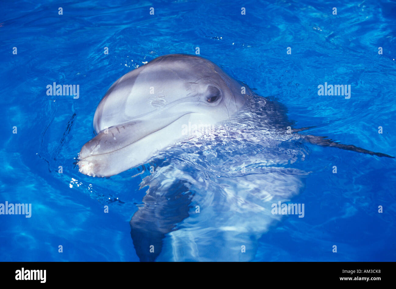 Thunder dolphin hi-res stock photography and images - Alamy