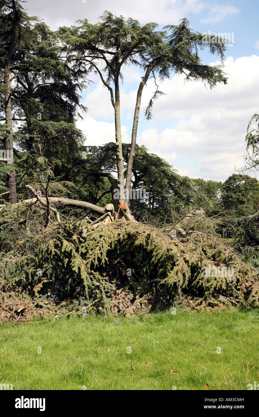 Fallen Pine Tree 051 Stock Photo - Alamy