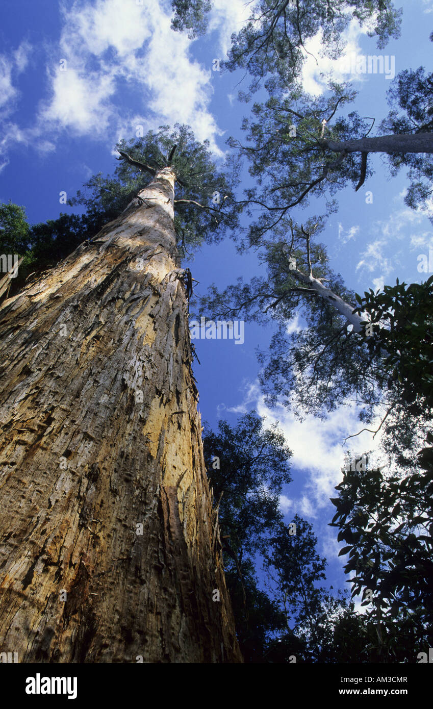 The White Knights - huge Eucalyptus trees called White Gums Eucalyptus ...