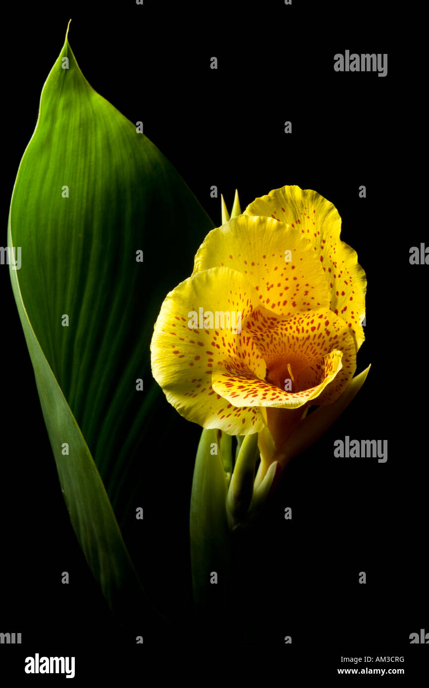 Beautiful yellow Canna Lily Cleopatra flower with green leaves Stock ...