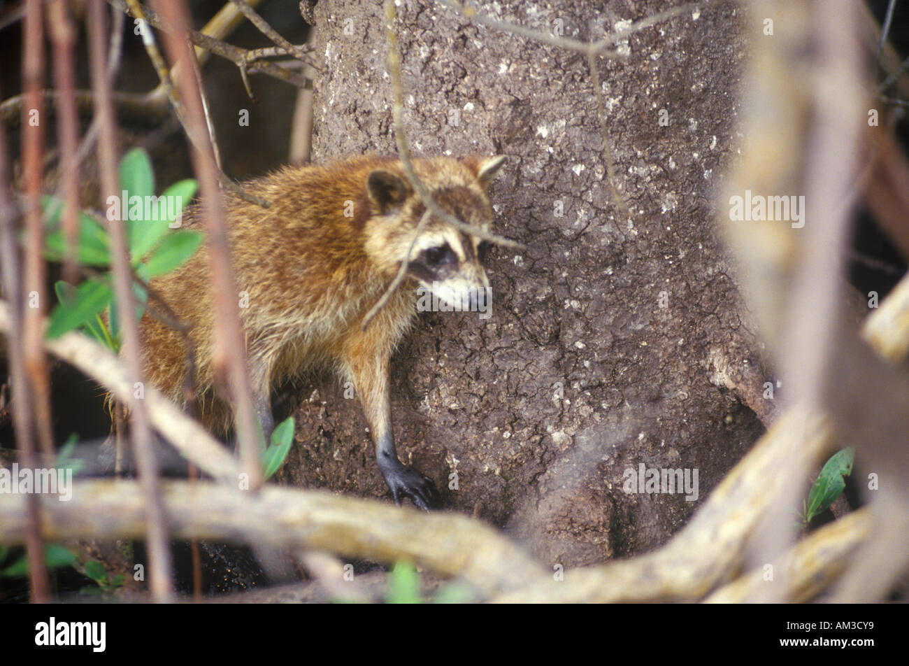 000 islands national wildlife hi-res stock photography and images - Alamy