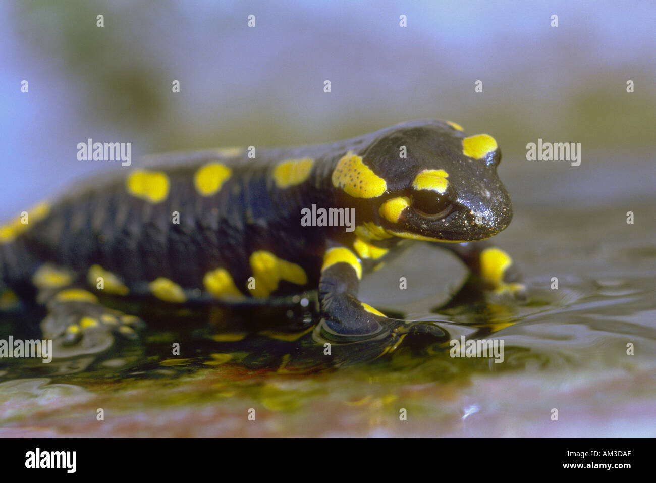 Poisonous salamander hi-res stock photography and images - Alamy
