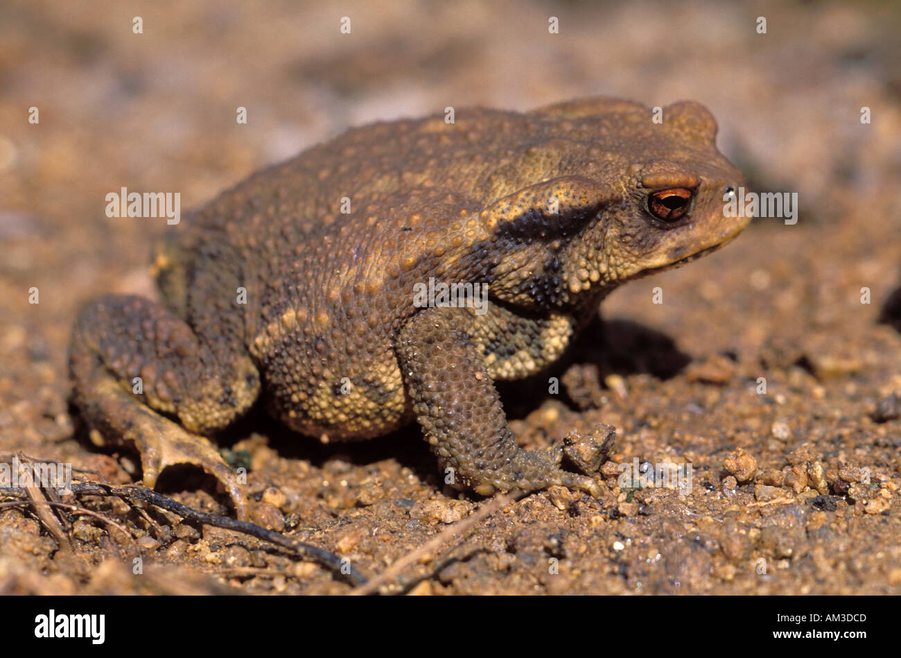 Ground toads hi-res stock photography and images - Alamy