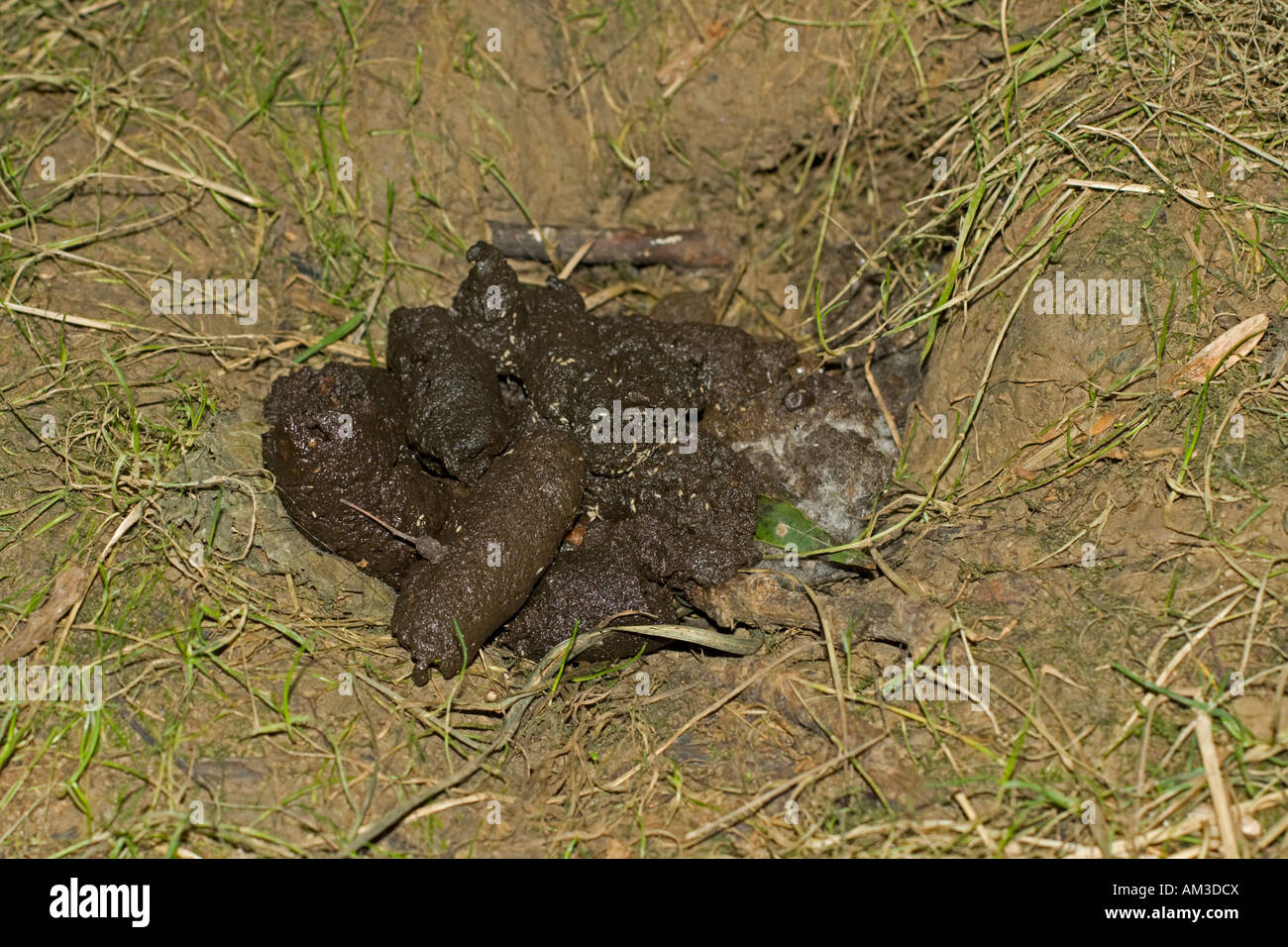Fresh badger hi-res stock photography and images - Alamy