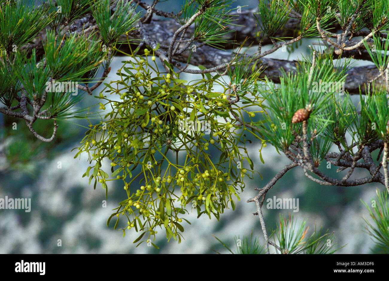 Common Mistletoes High Resolution Stock Photography and Images - Alamy