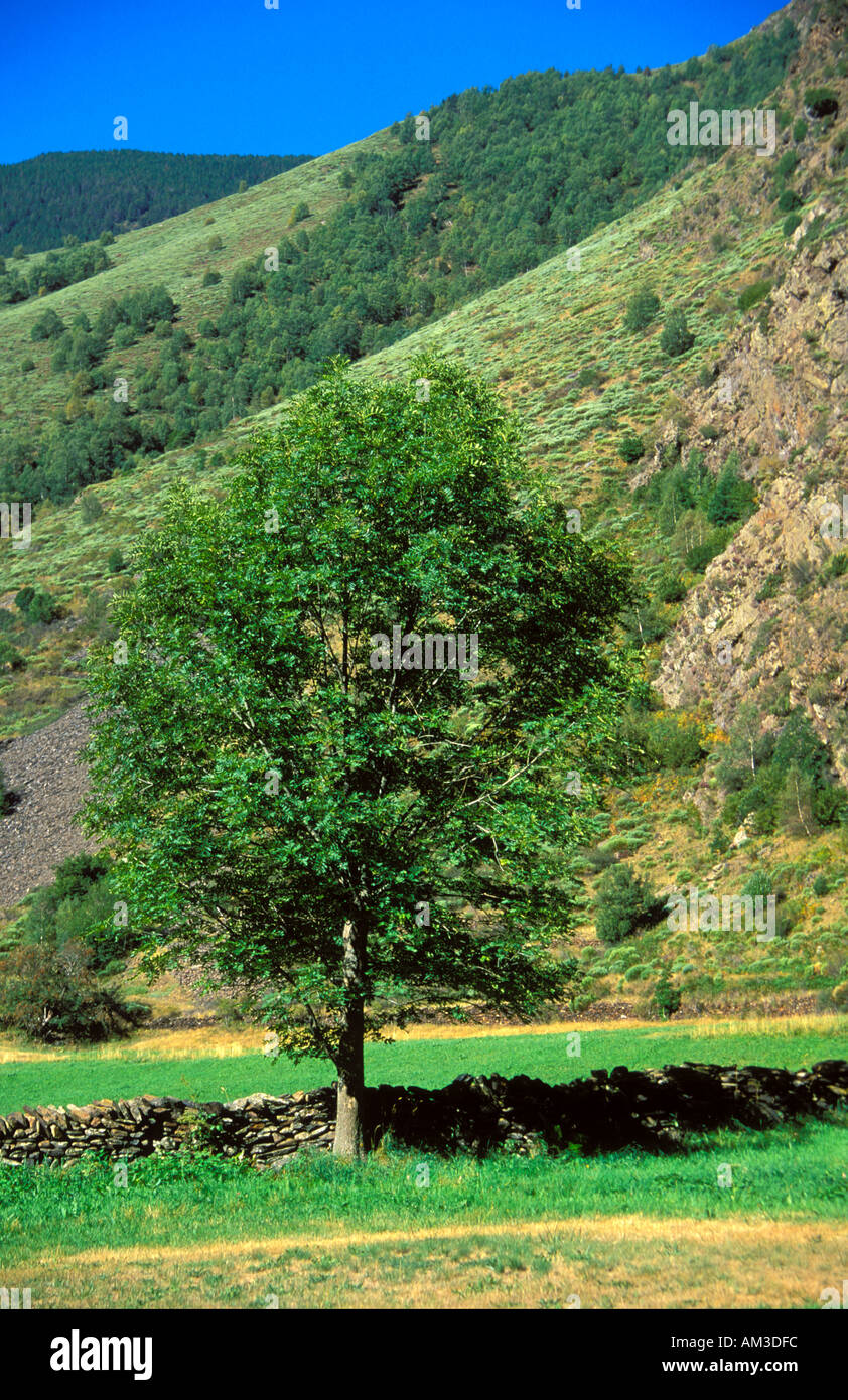 Fraxinus excelsior pyrenees hi-res stock photography and images - Alamy