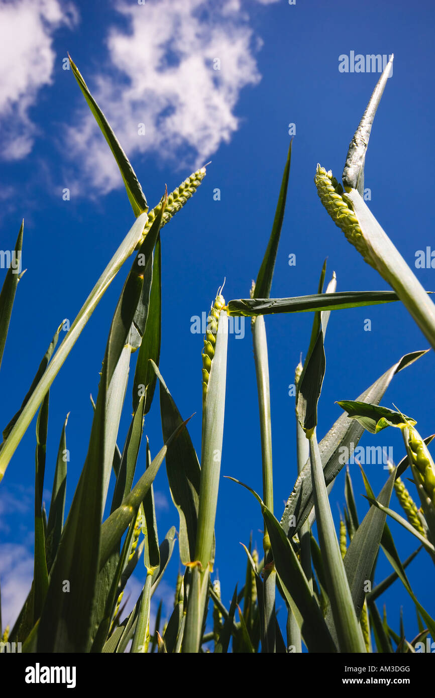 Wheat crop (worms eye view Stock Photo - Alamy