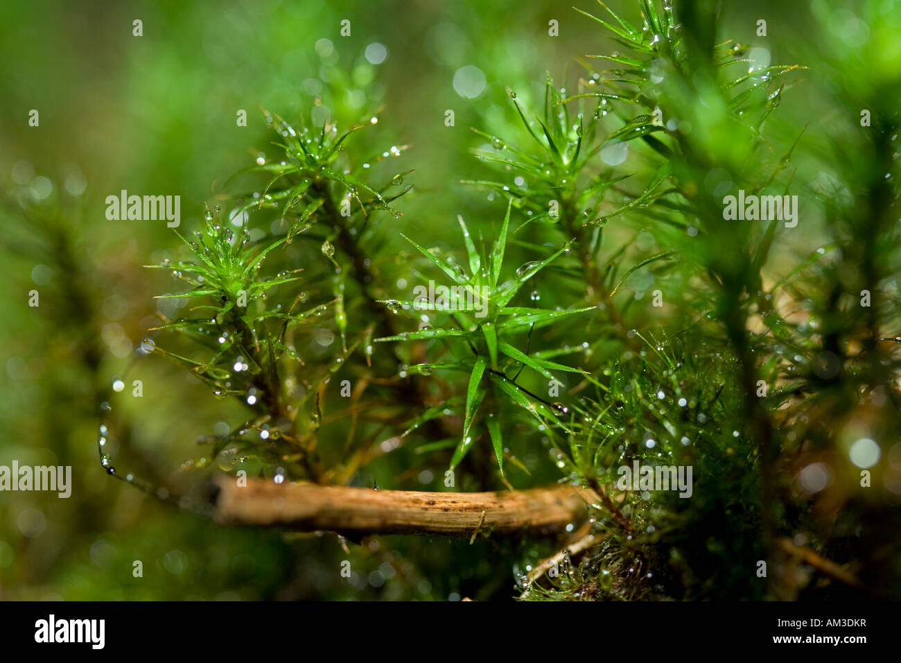 Moss with dew Stock Photo - Alamy
