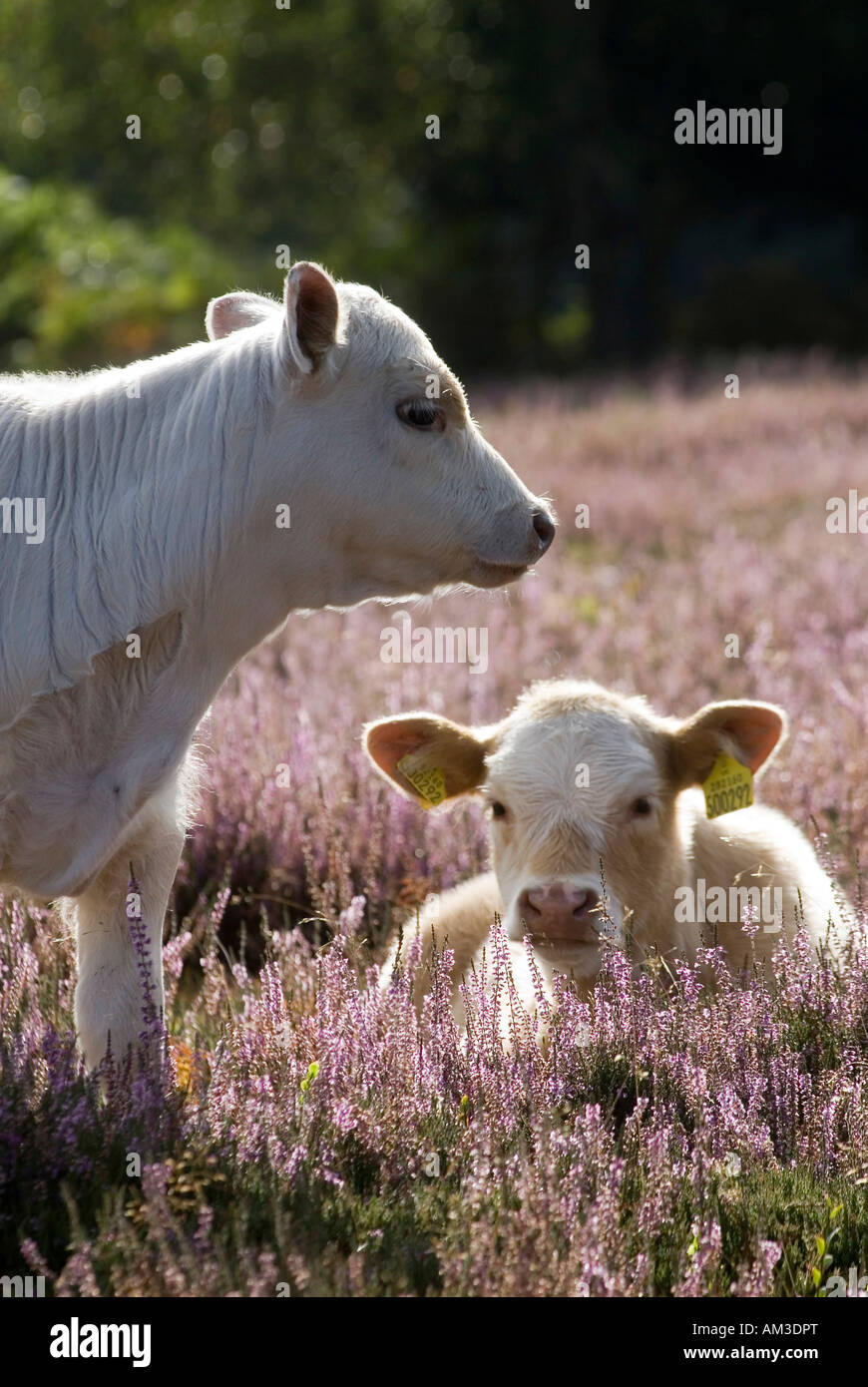 Cows in New Forest, Dorset, Great Britain, Europe Stock Photo - Alamy