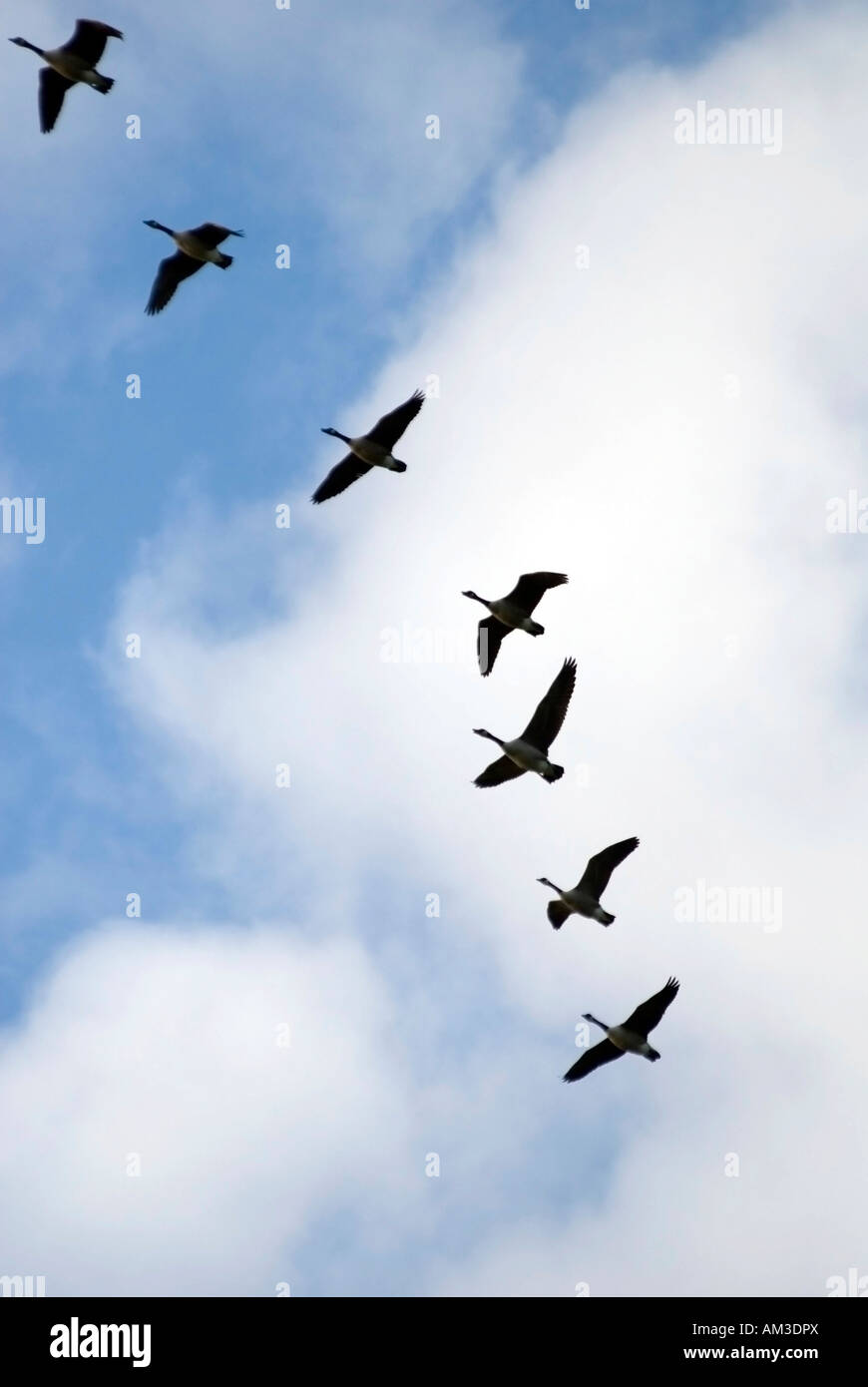 Graylag geese (Anser anser) flying in loose V formation Stock Photo - Alamy
