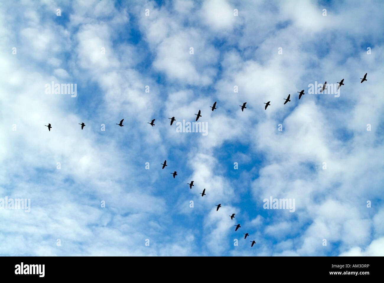 Graylag geese (Anser anser) flying in loose V formation Stock Photo - Alamy