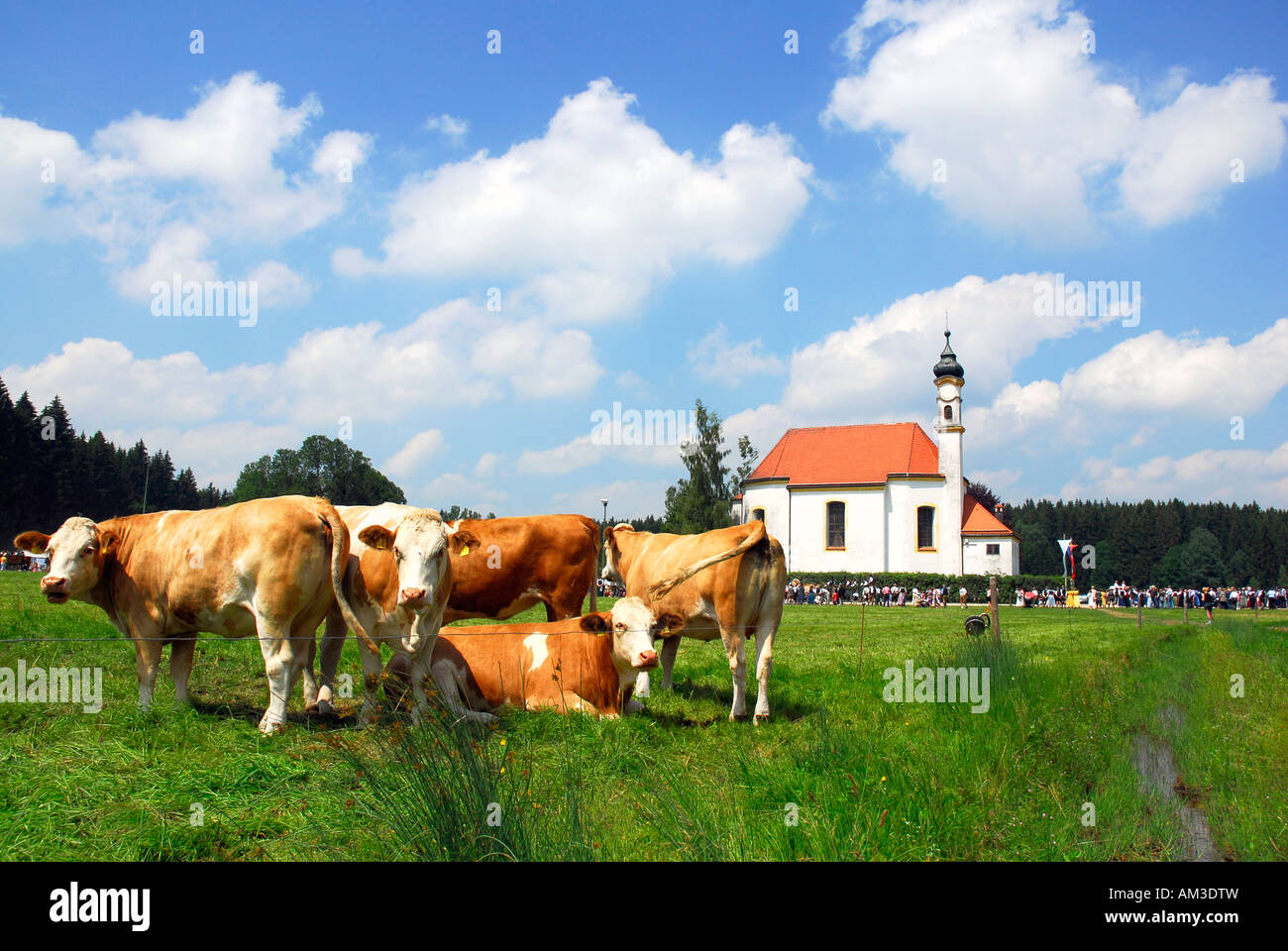 Cows, Bavaria, Germany Stock Photo - Alamy
