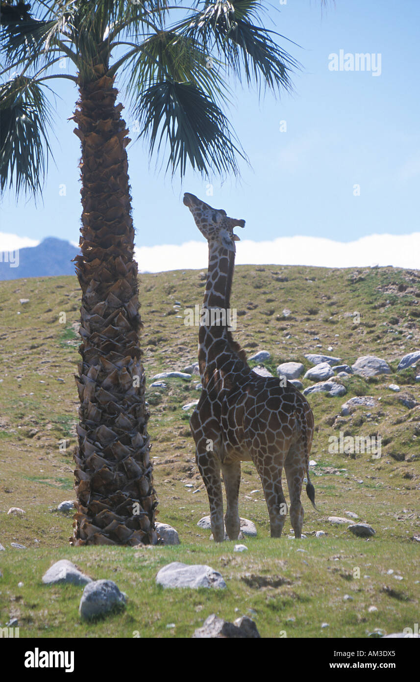 Single giraffe standing with palm tree Stock Photo - Alamy