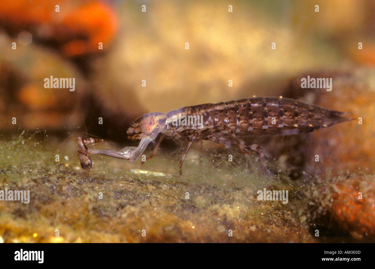 Dragonfly, Family Aeshnidae. Nymph eating a mosquito larva Stock Photo ...