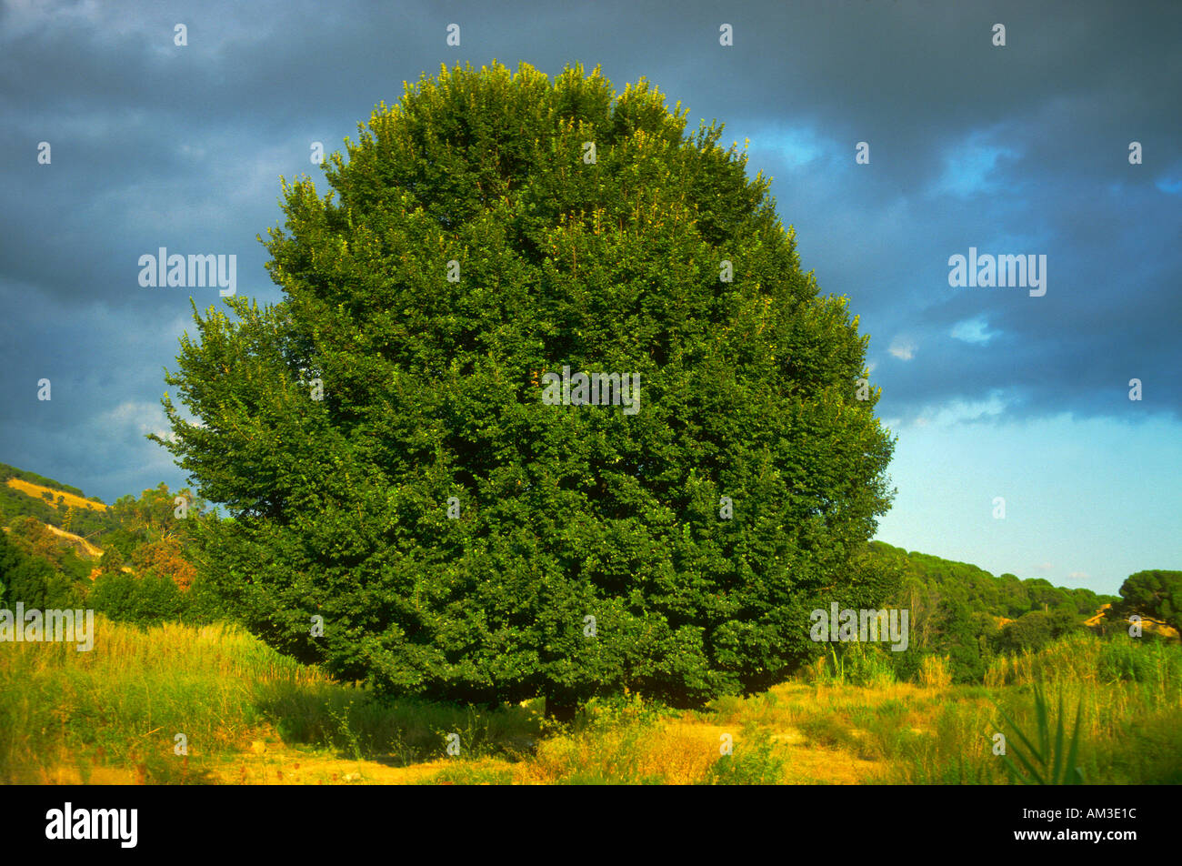 Smooth-leaf Elm Tree (Ulmus minor, Ulmus campestris, Ulmus carpinifolia ...