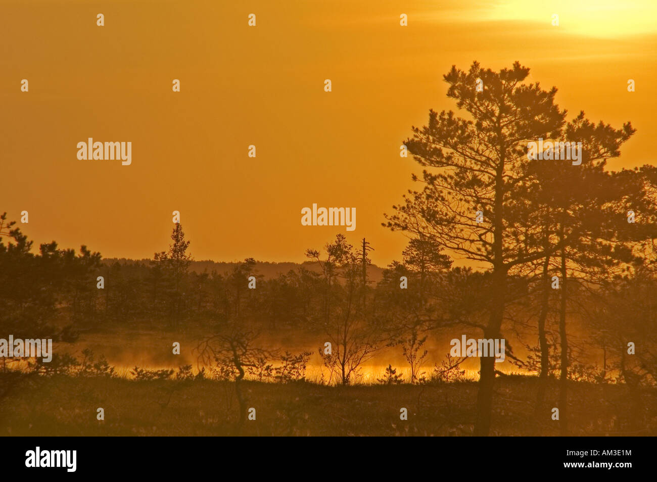 Typical moor landscape near Paernu Estonia Baltic States Stock Photo ...