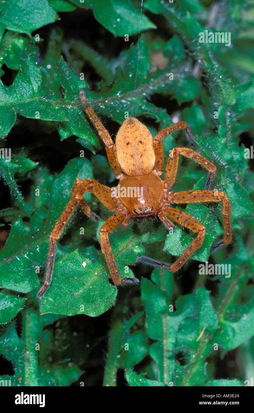 Stone Ground-Spider, Drassodes lapidosus. On plant. Top view Stock ...