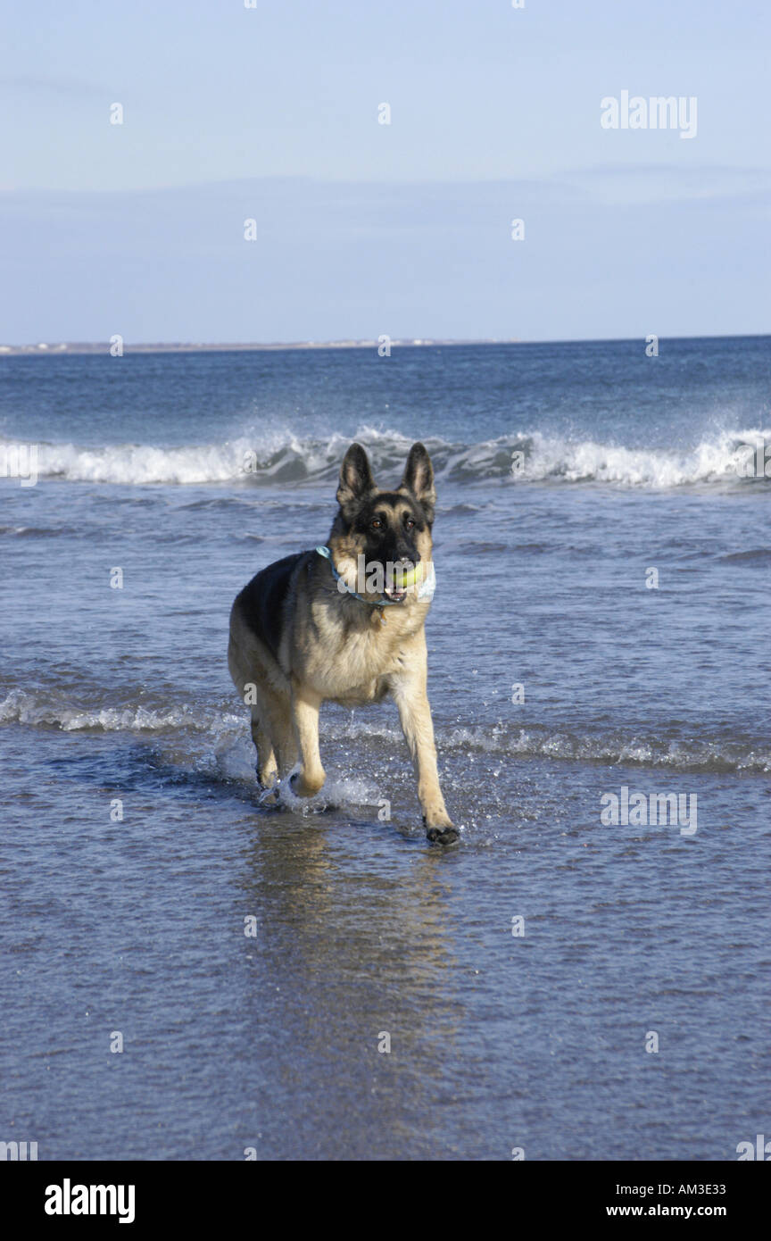German shepherd dog playing on beach Stock Photo - Alamy
