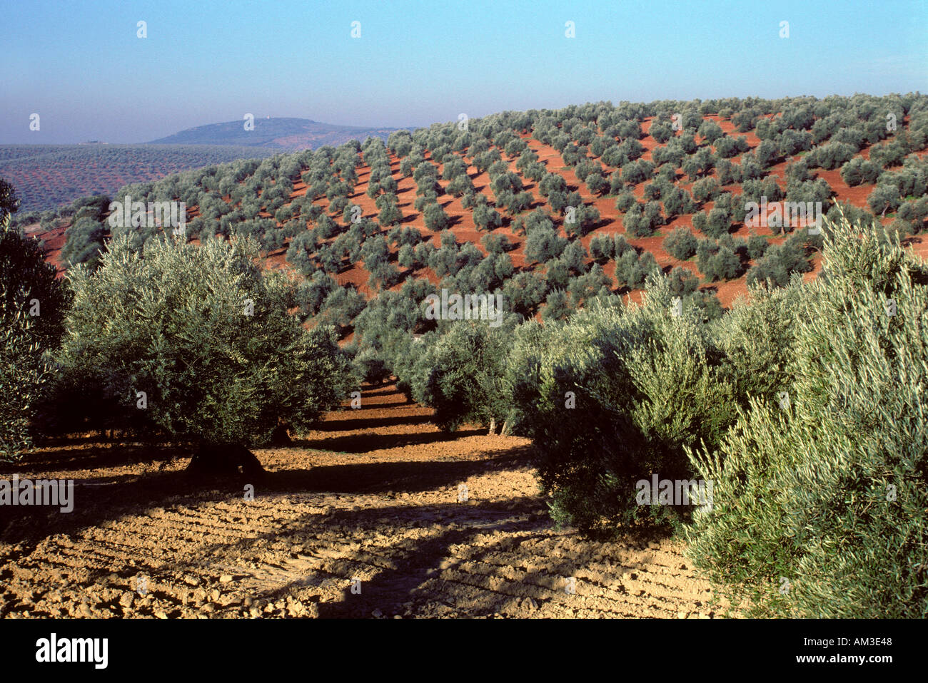 Olive Trees, Olea europaea. Culture in rows. Andalusia. Spain Stock ...