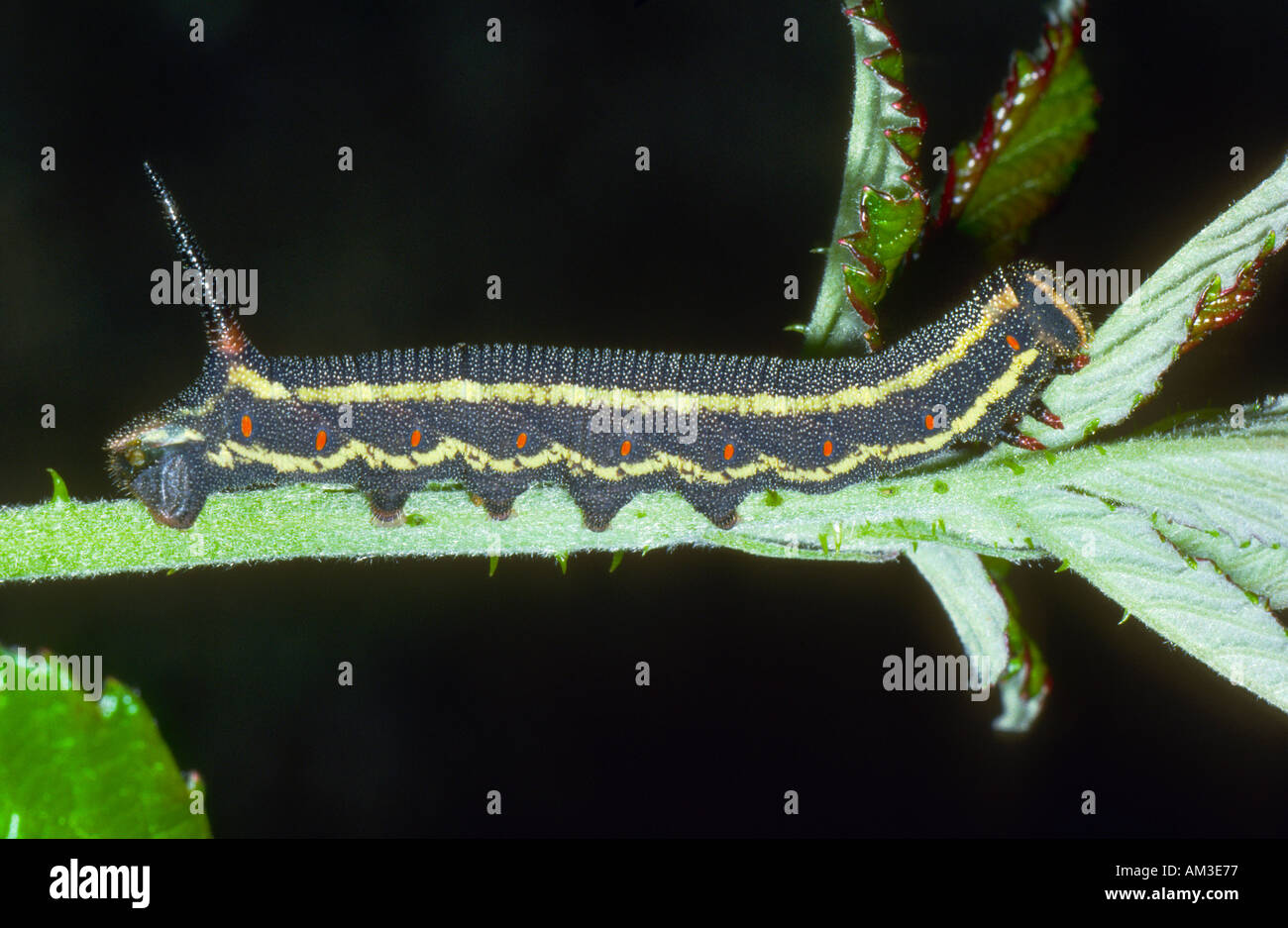 Striped Hawk-moth, Hyles livornica. Caterpillar on stem Stock Photo - Alamy
